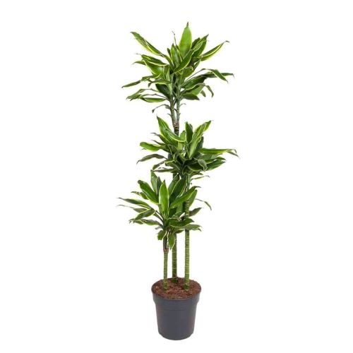 ΔΡΑΚΑΙΝΑ ΓΚΟΛΝΤΕΝ ΚΟΣΤ 3ΠΛΟ ΦΥΤΟ 125-135cm / Dracaena sp. Golden Coast ...