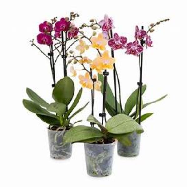 ΟΡΧΙΔΕΑ ΦΑΛΑΙΝΟΨΙΣ 2ΚΛΑΔΙΑ 70-75cm / Orchid sp. Phalaenopsis - Prasinos ...